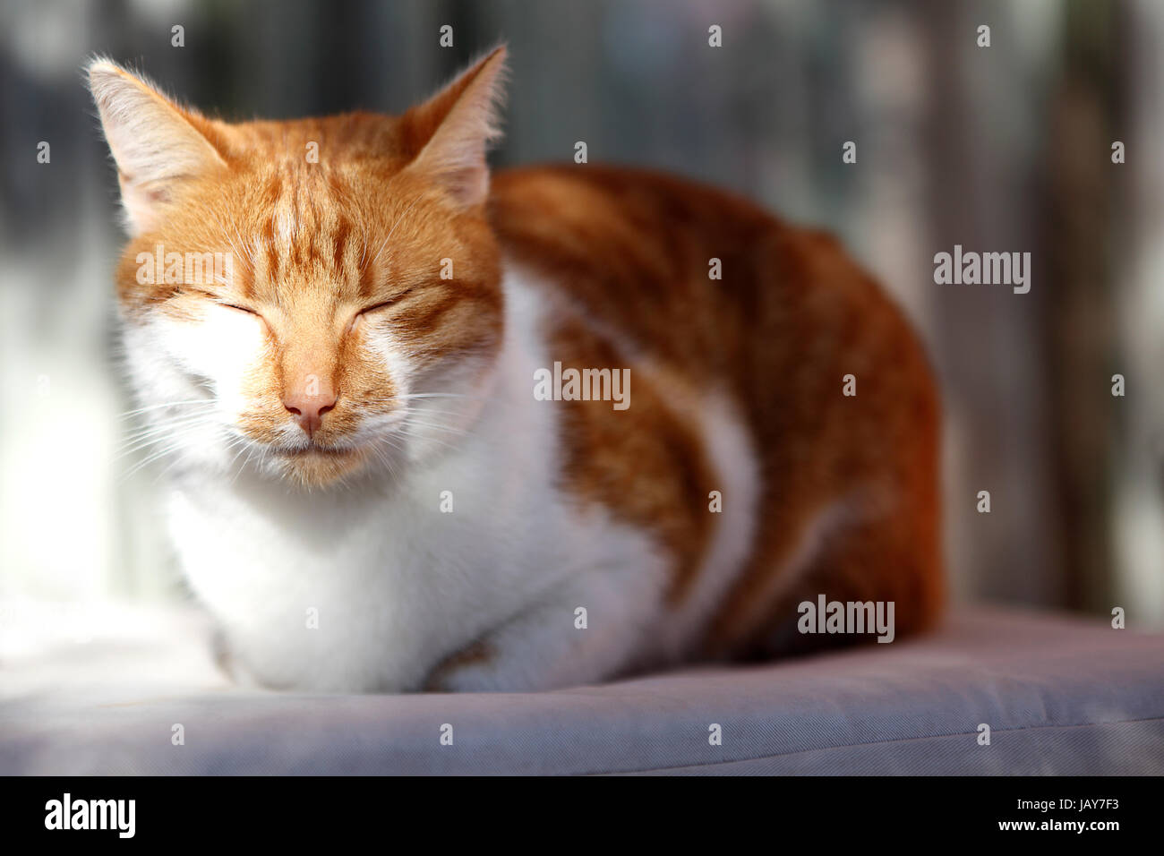 colorful house cat Stock Photo - Alamy