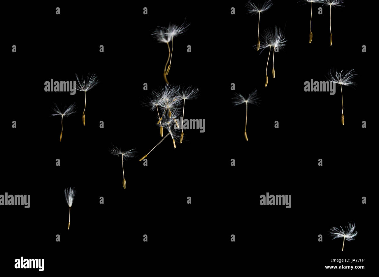 Dandelion Seeds Floating Free Stock Photo - Alamy