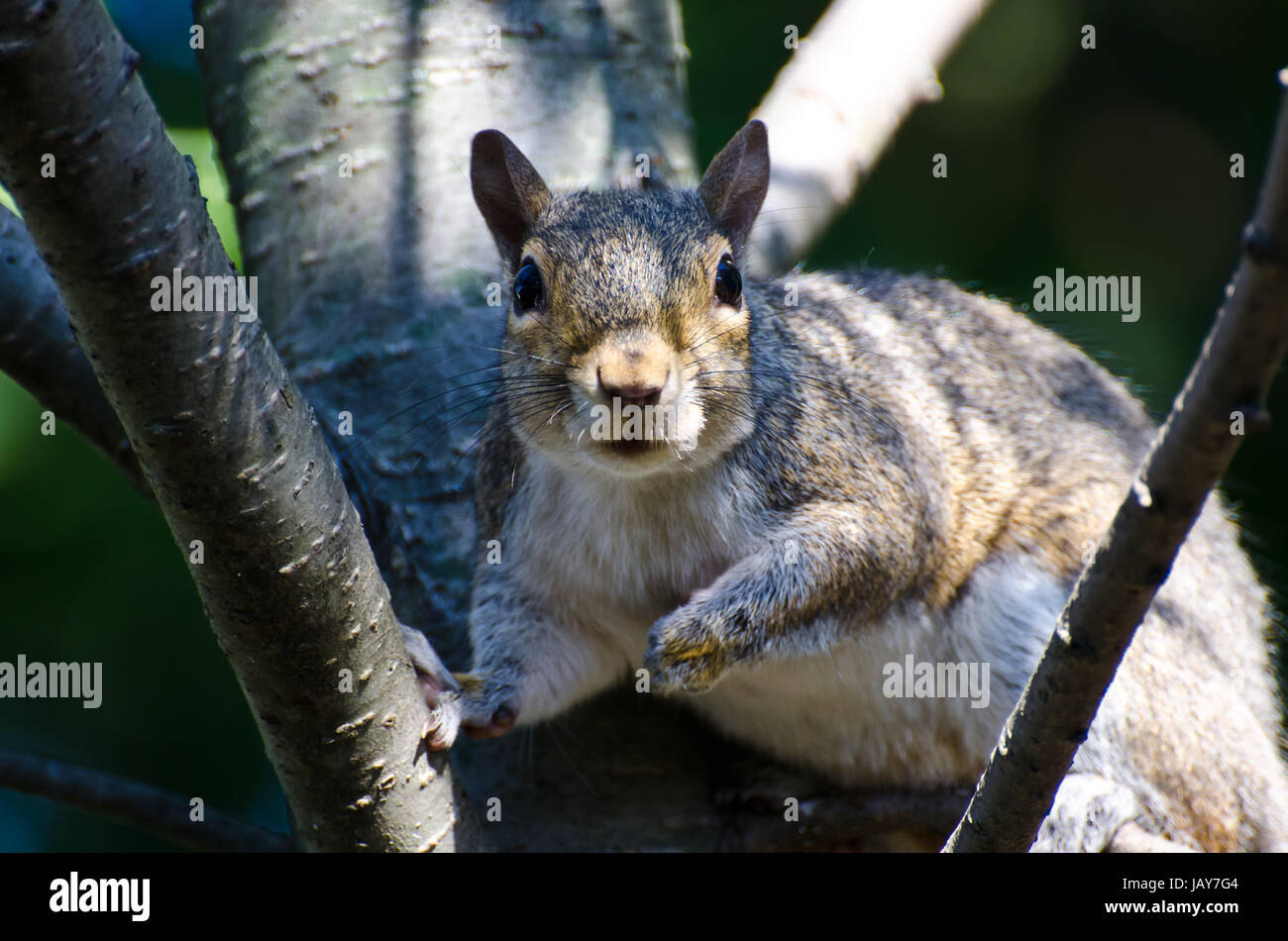 Frightened squirrel hi-res stock photography and images - Alamy