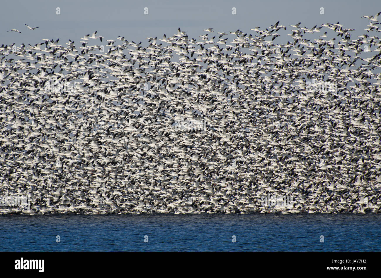 Massive flock snow geese hi-res stock photography and images - Alamy