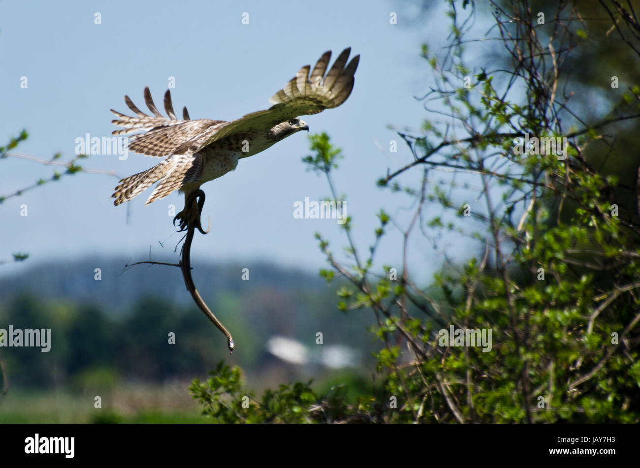 Young Red-Tailed Hawk Carrying a Snake Stock Photo - Alamy