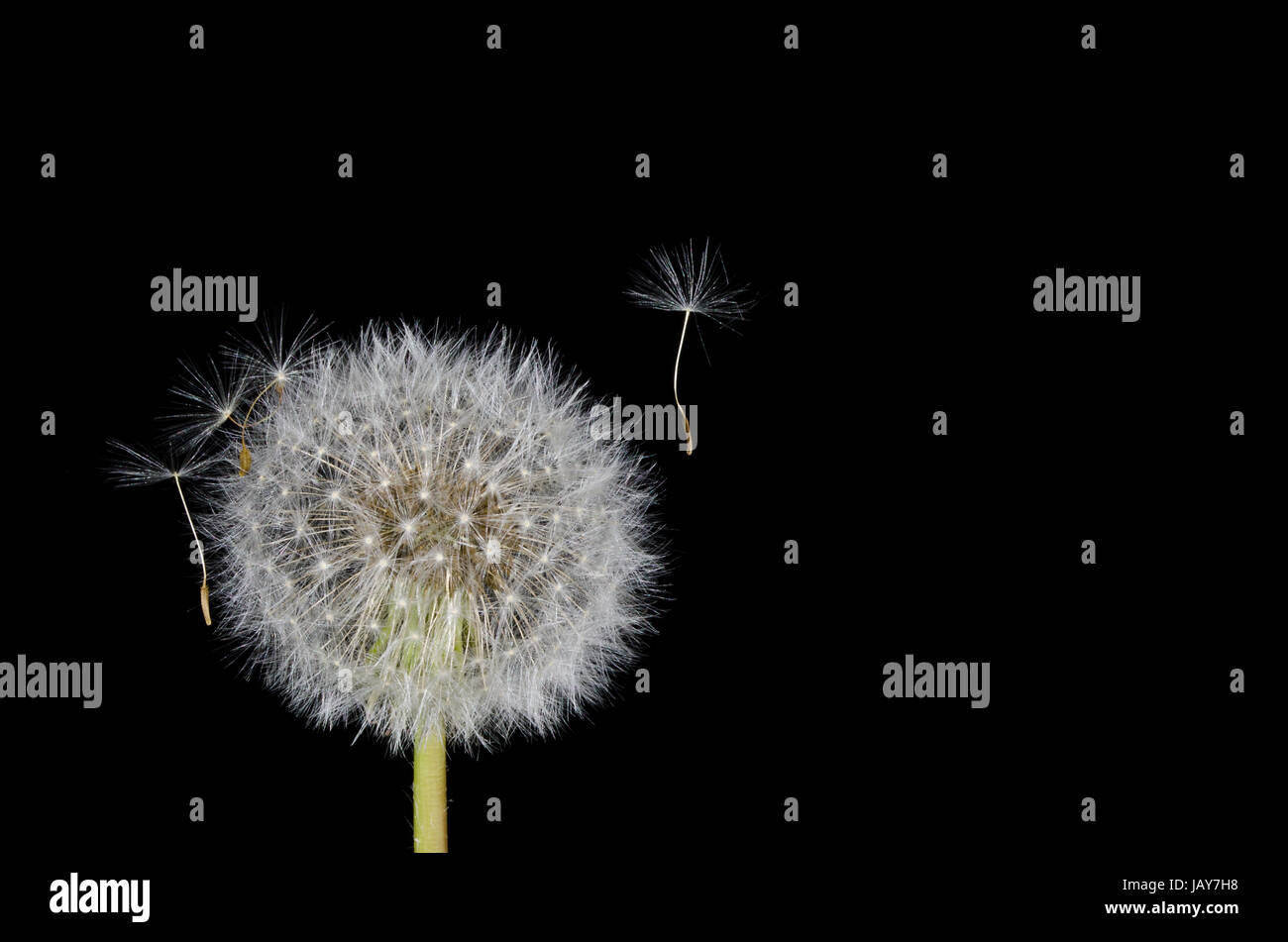 Dandelion Seed Floating Free Stock Photo - Alamy