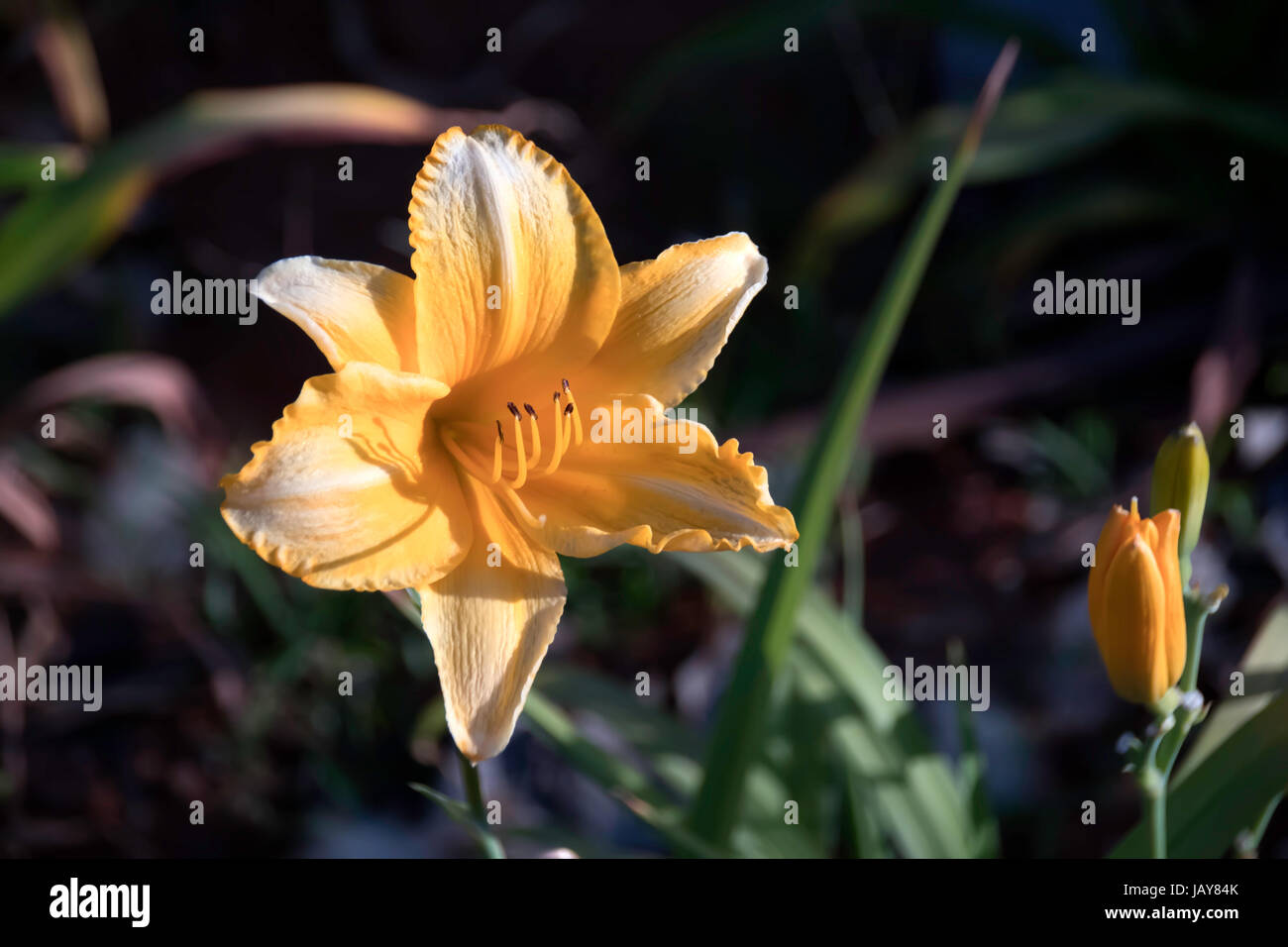 Yellow lily flower head close-up Stock Photo - Alamy