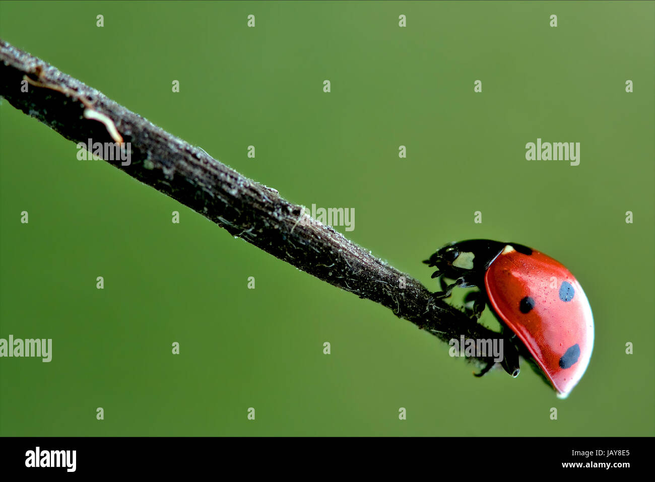 the side of wild red ladybug coccinellidae anatis ocellata coleoptera ...