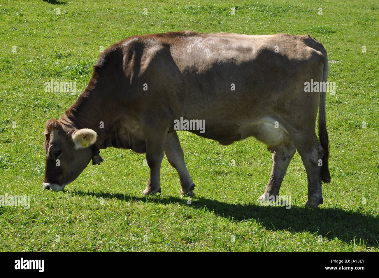 kuh, tier, nutztier, haustier, weide, milch, rind, rindvieh, milchkuh ...