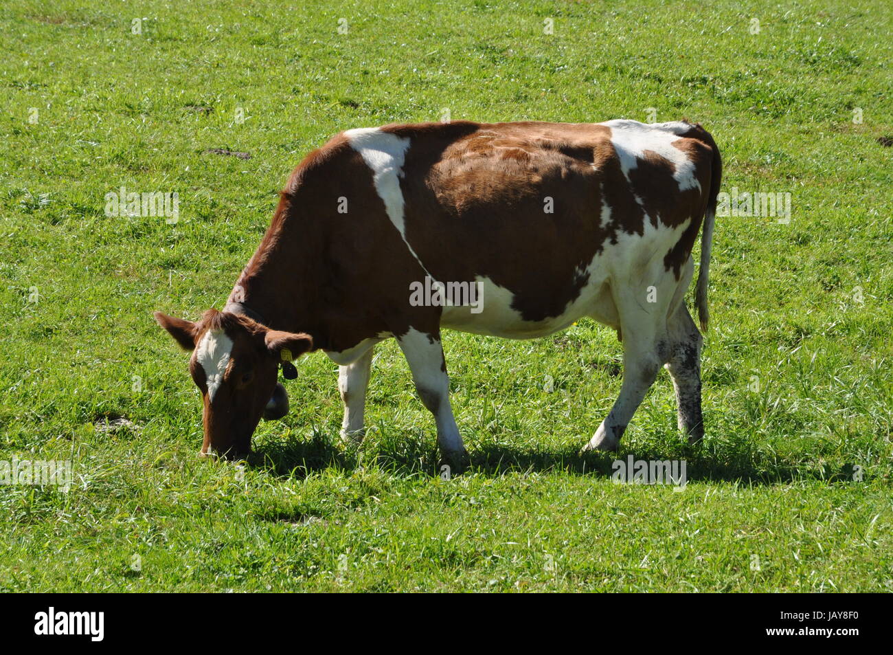 kuh, tier, nutztier, haustier, weide, milch, rind, rindvieh, milchkuh ...