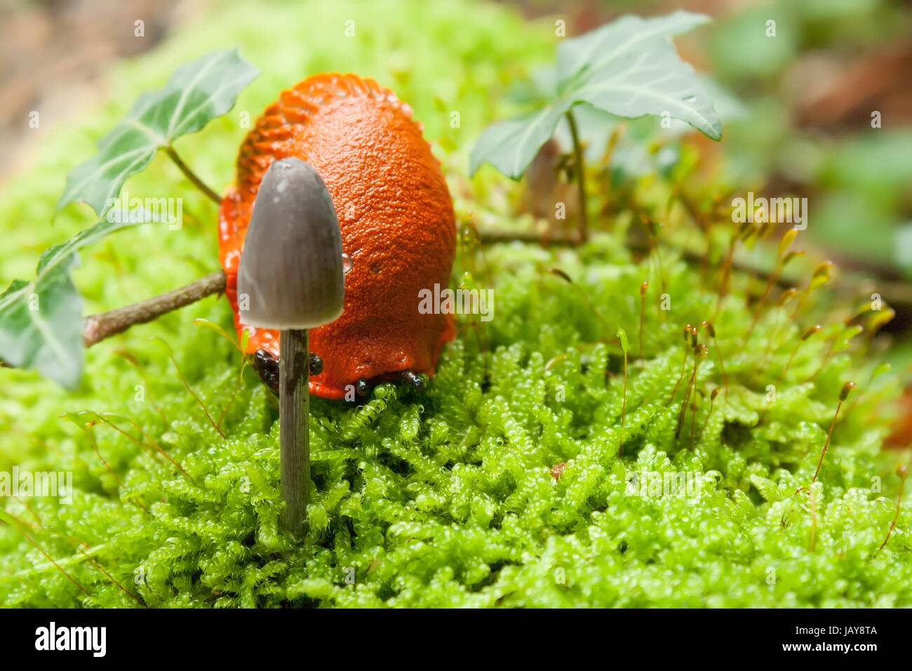 Slug of bright orange hi-res stock photography and images - Alamy