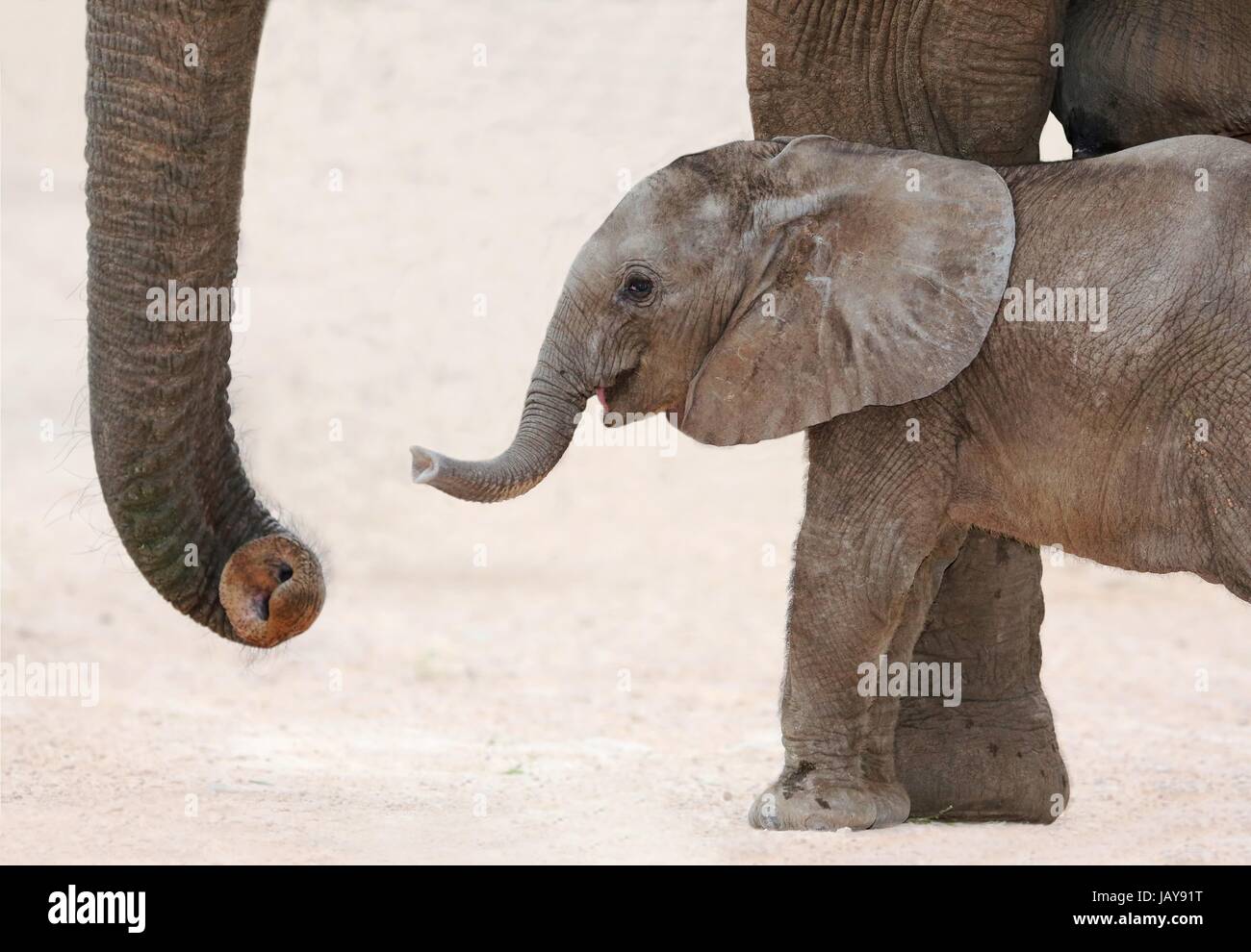 Cute baby African elephant reaching out with it's trunk to it's mother ...