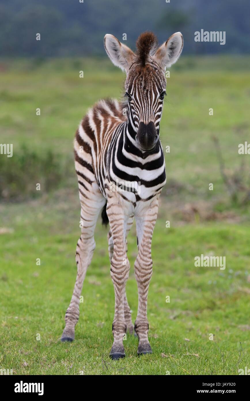 Cute small baby Plains zebra from Africa Stock Photo - Alamy