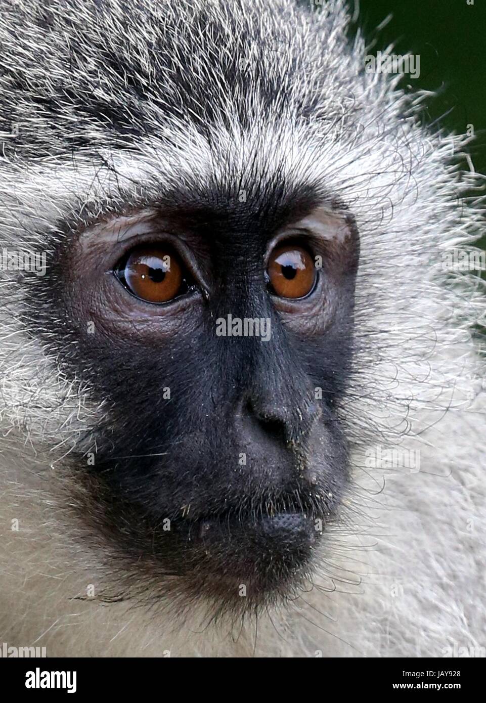 Portrait of a Vervet monkey from Africa Stock Photo - Alamy