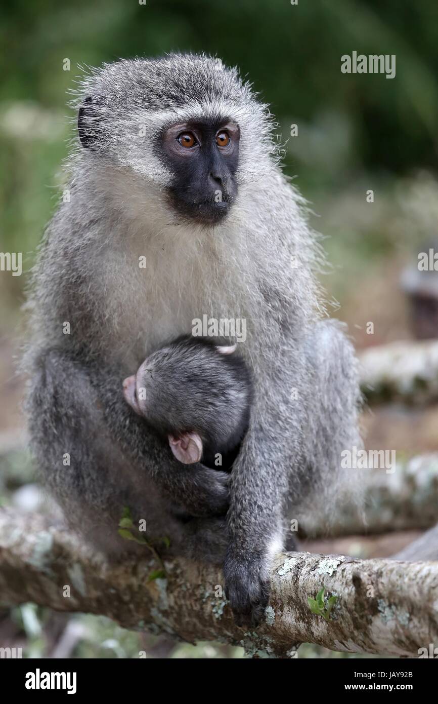 Monkey clinging to hi-res stock photography and images - Alamy