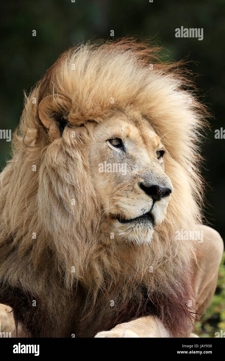 Huge handsome male lion with big shaggy mane Stock Photo - Alamy