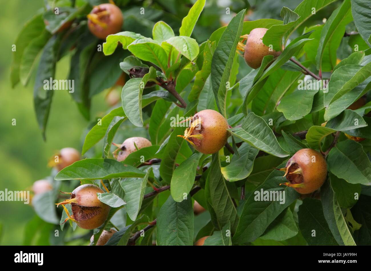 Mispel blatt hi-res stock photography and images - Alamy
