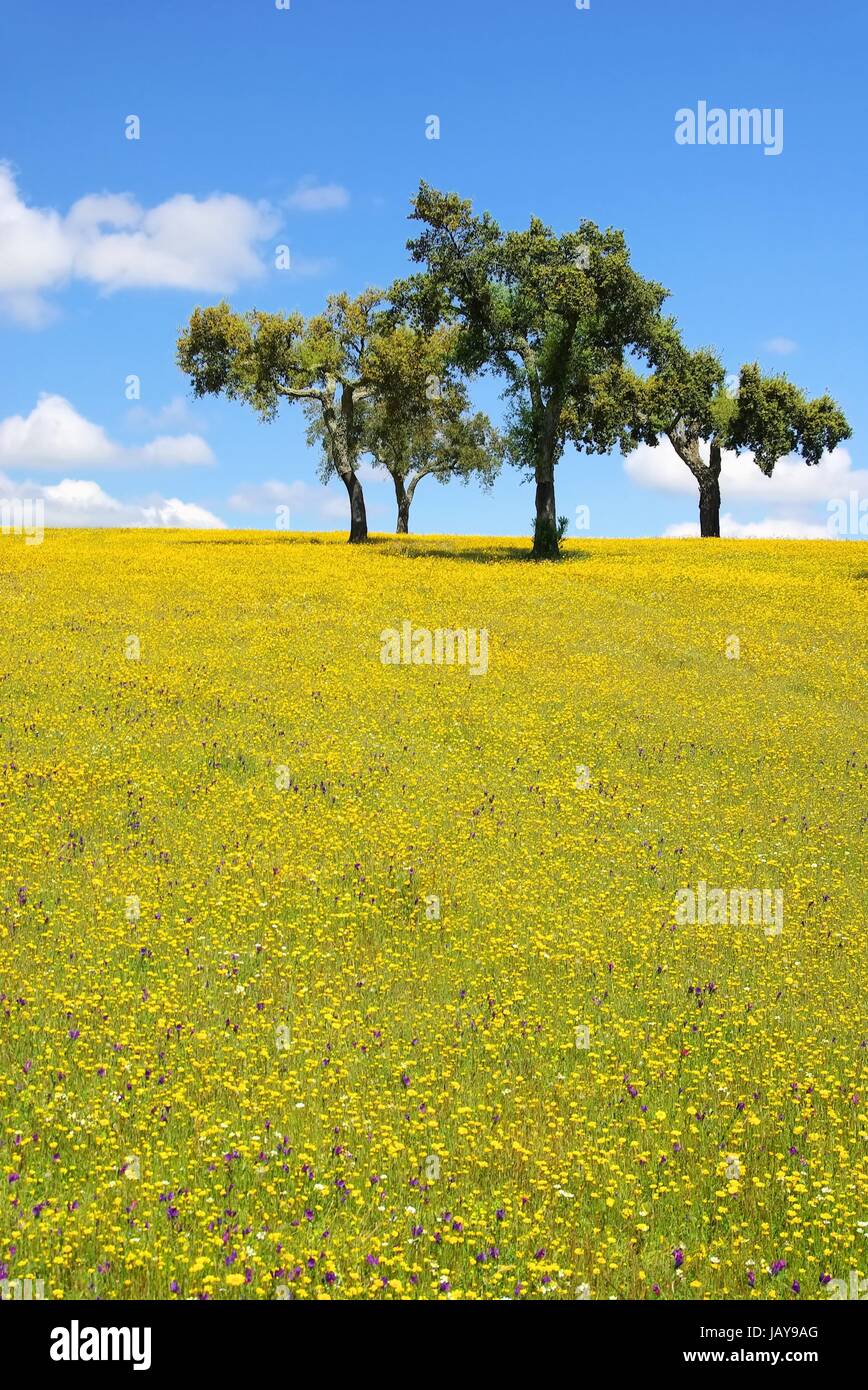 Wiese - meadow 26 Stock Photo - Alamy