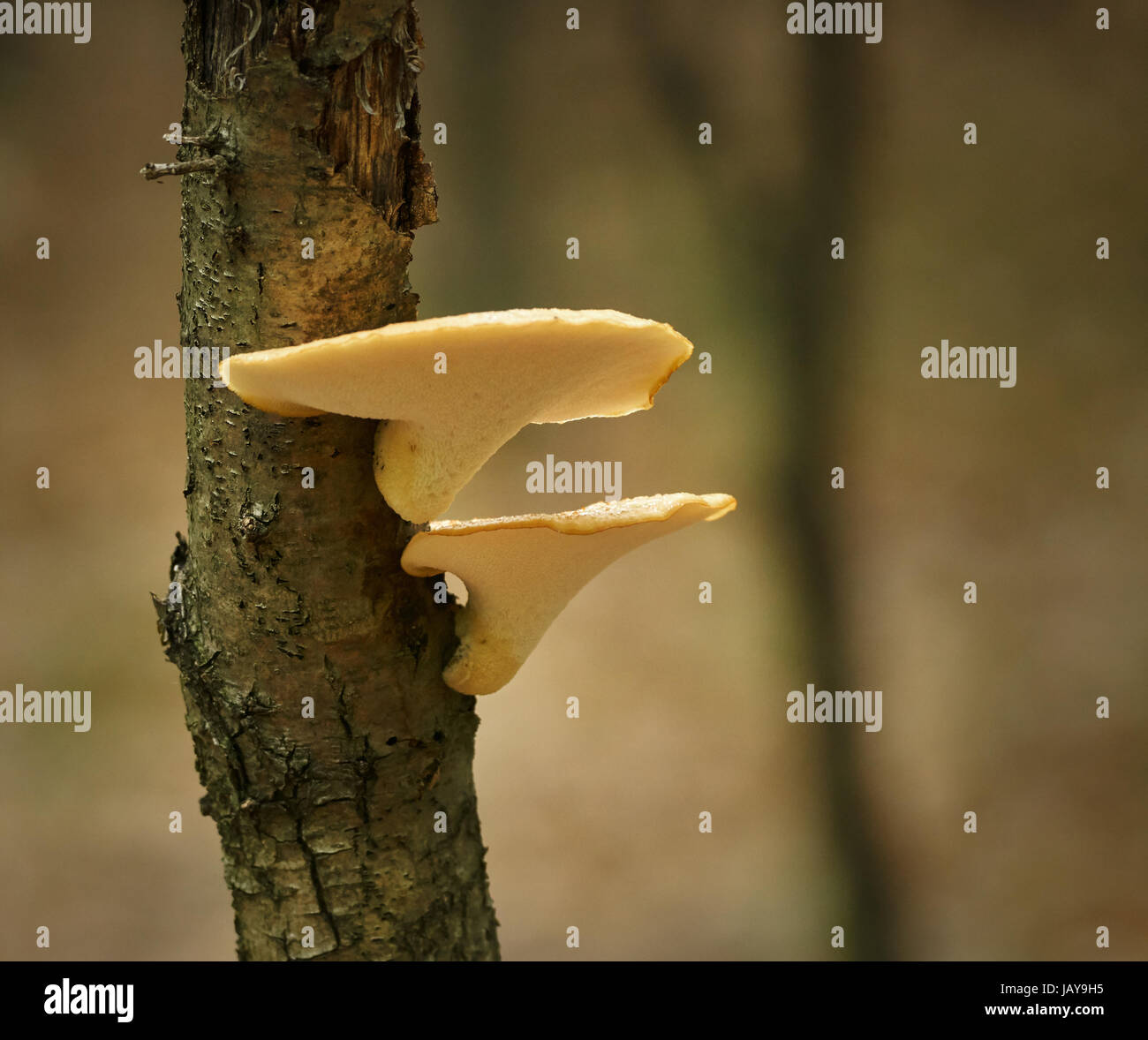 Tuberous polypore (Polyporus tuberaster) parasite fungi on wood, it has ...
