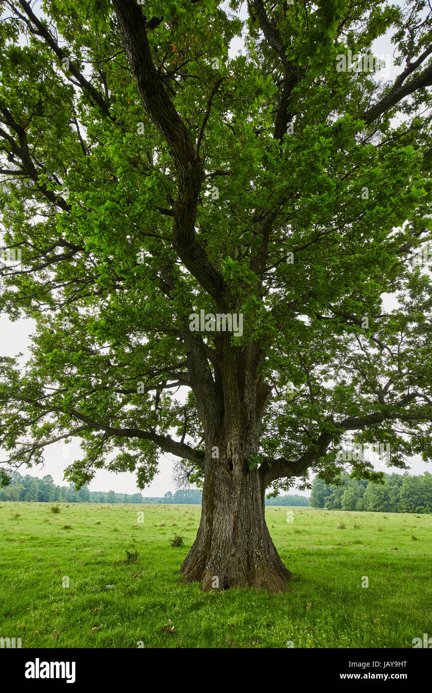 Centennial oak tree in the front of the forest Stock Photo - Alamy