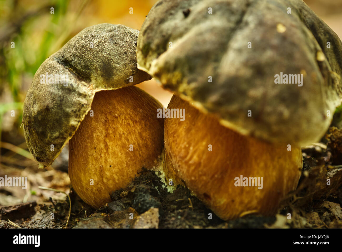 Boletus aereus hi-res stock photography and images - Alamy