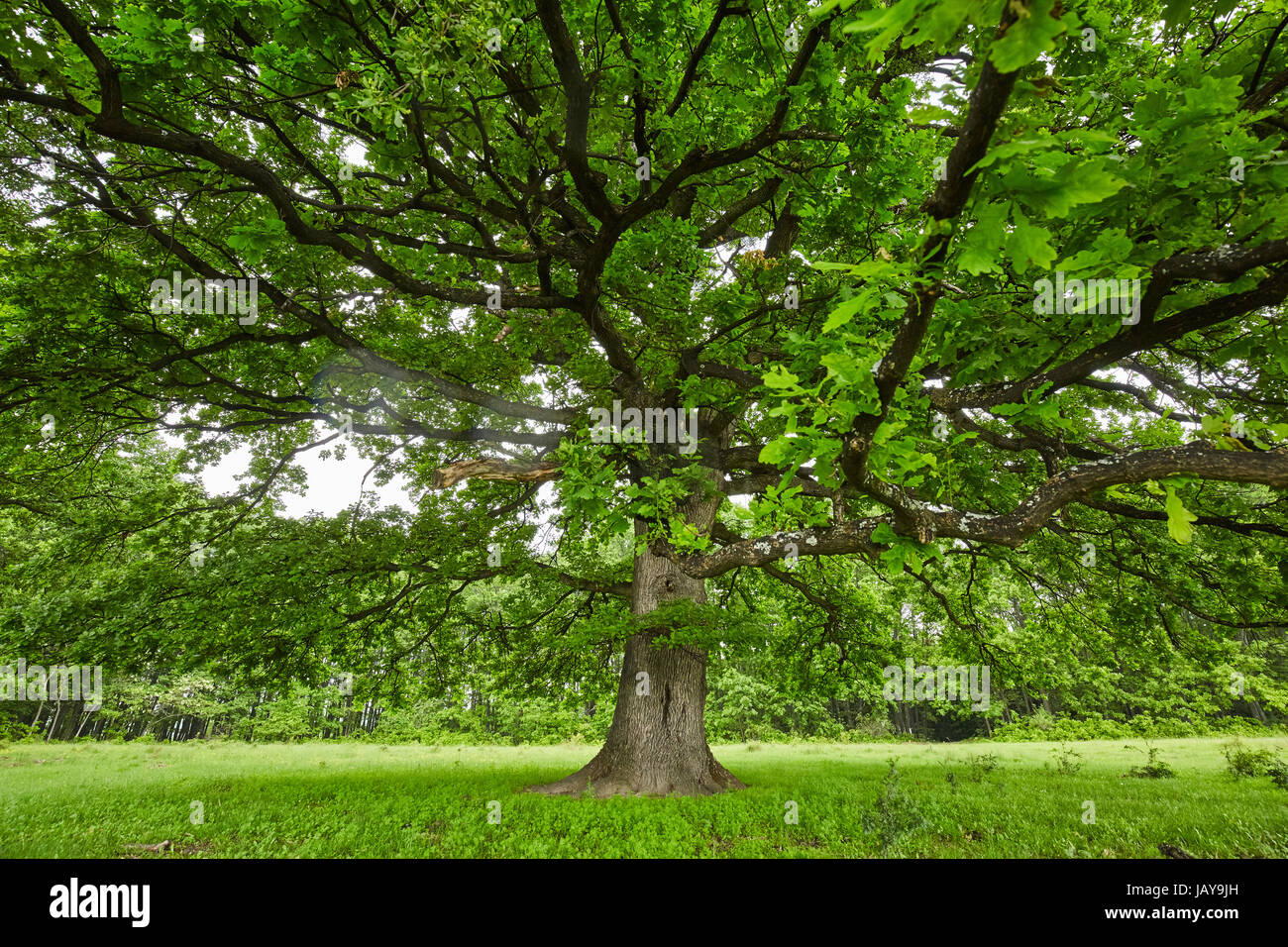 Centennial oak tree in the front of the forest Stock Photo - Alamy