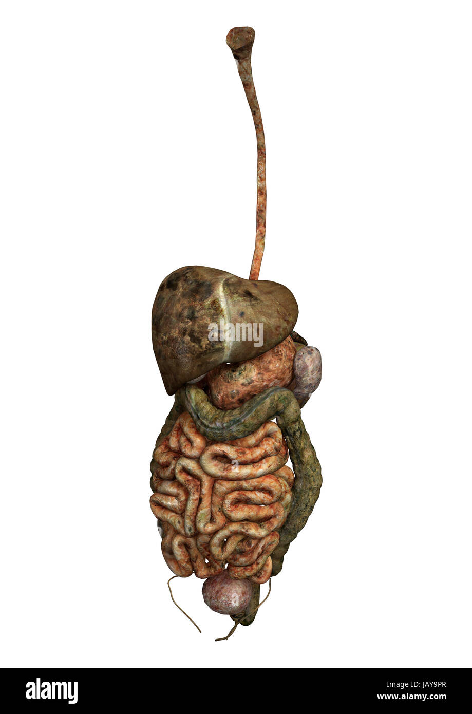 3D digital render of men's sick guts isolated on white background Stock ...