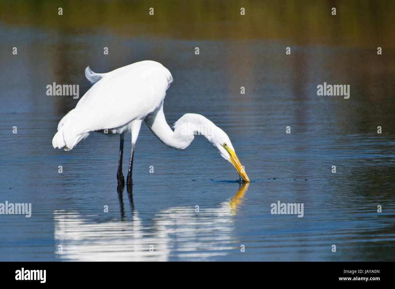 Great Egret Hunting for Fish in Autumn Stock Photo - Alamy