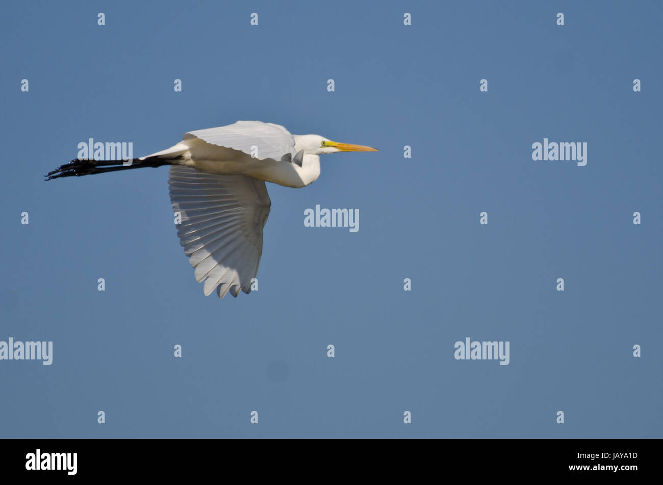 Great Egret Flying in a Blue Sky Stock Photo - Alamy