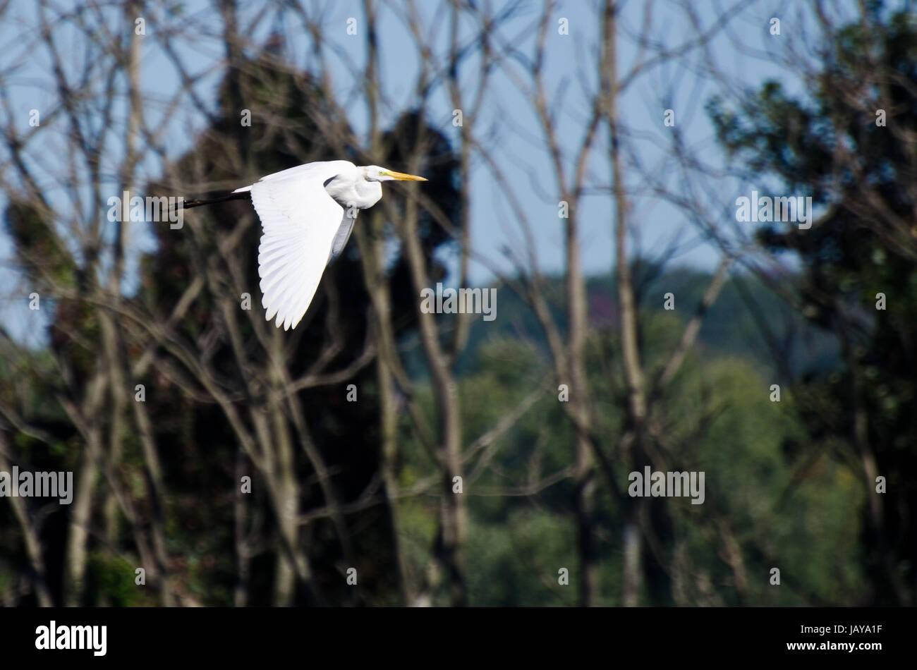 Great Egret Flying Over the Marsh Stock Photo - Alamy