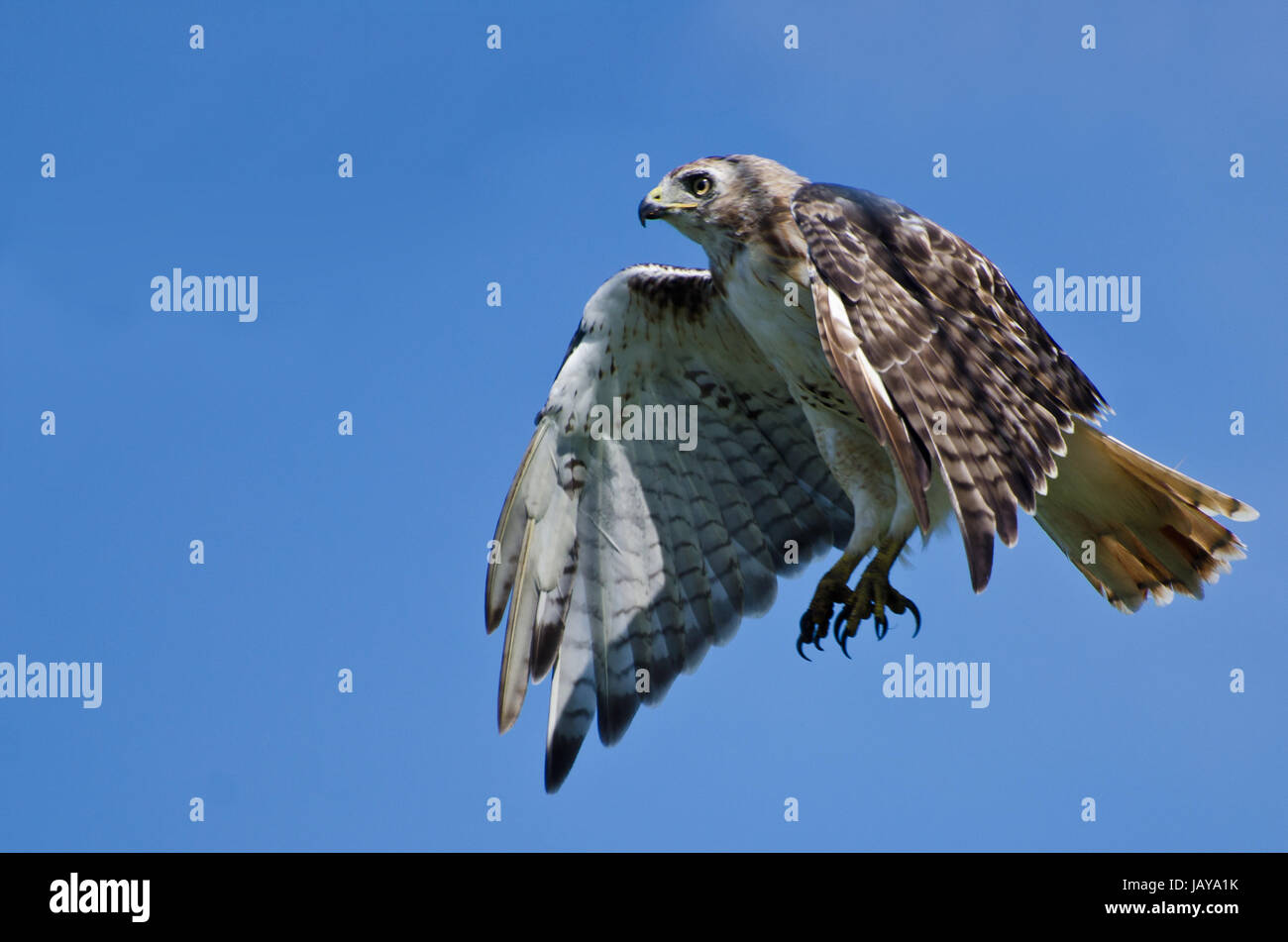 Red-Tailed Hawk Flying in a Blue Sky Stock Photo - Alamy
