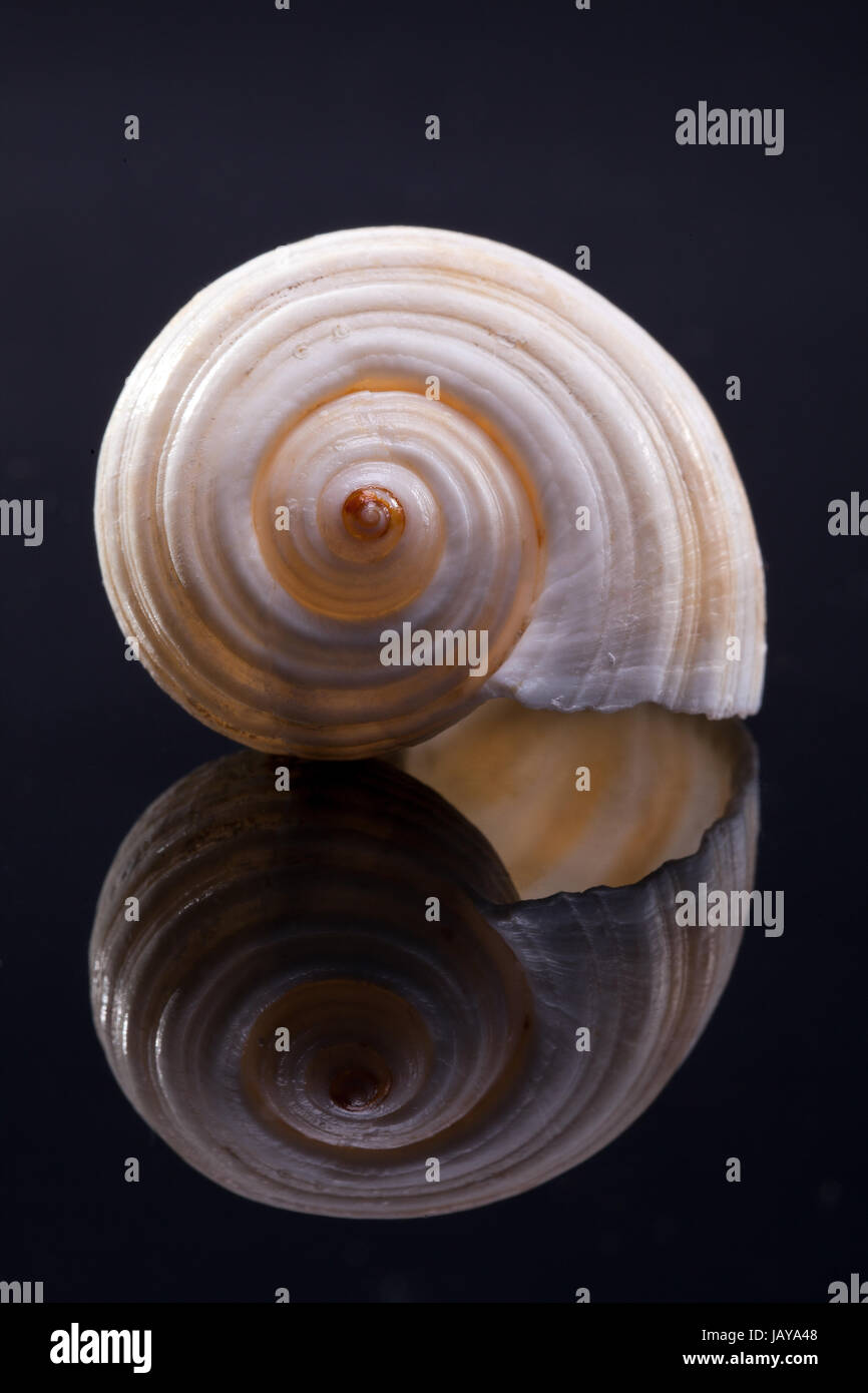 single seashell isolated on black background with reflection Stock ...