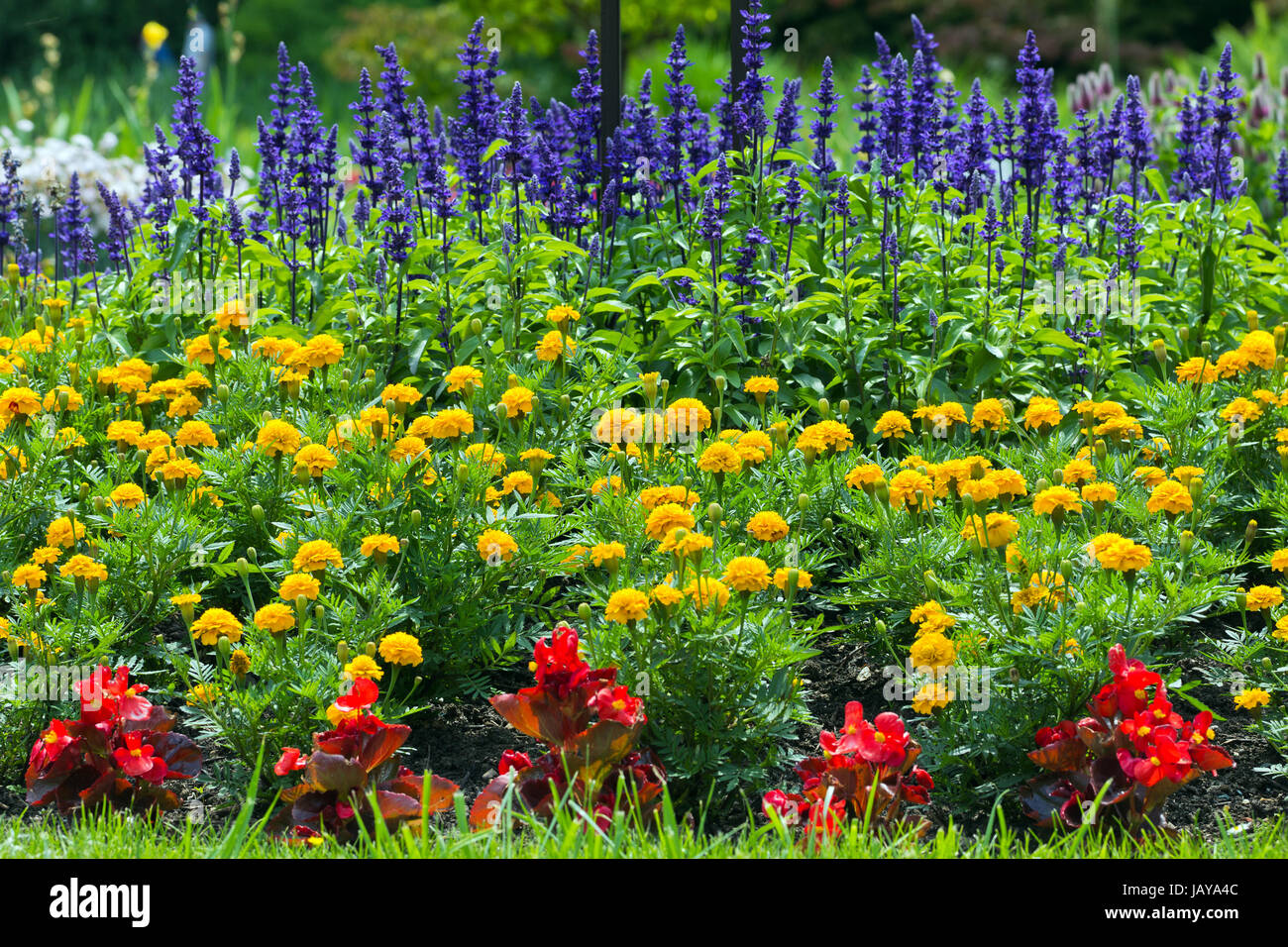 colorful blooming flower garden Stock Photo - Alamy