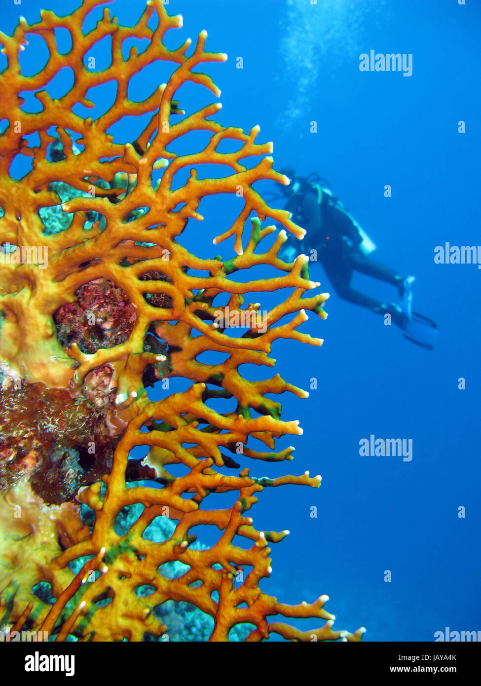 coral reef with fire coral Stock Photo - Alamy