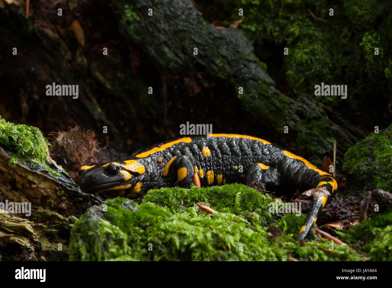 Poisonous salamander hi-res stock photography and images - Alamy
