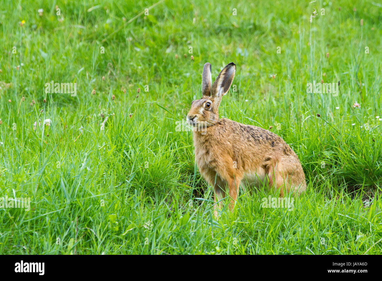 Echter hase hi-res stock photography and images - Alamy