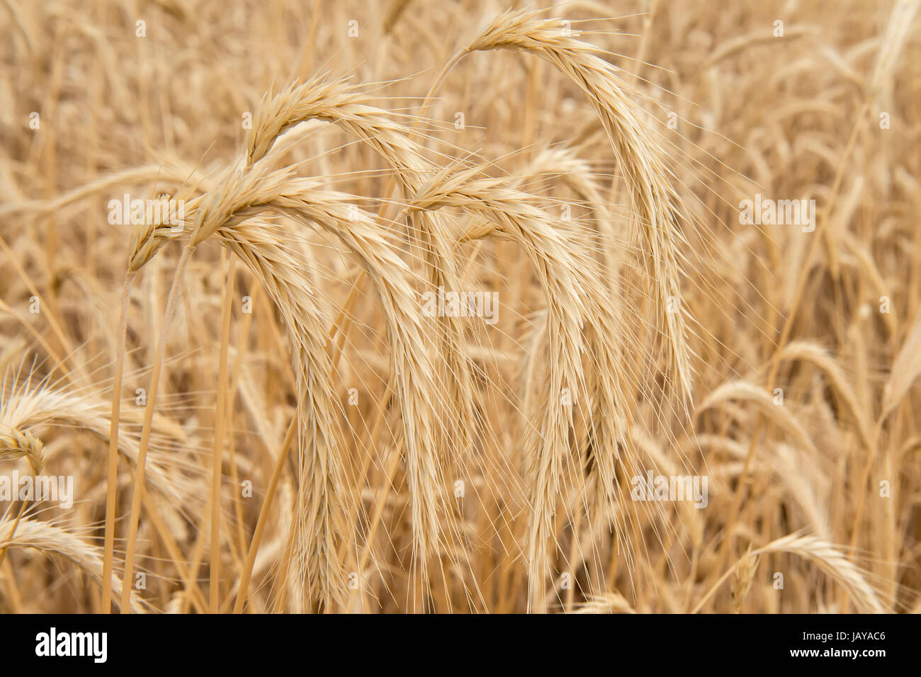 Cereal plants in a crop for the agriculture industry Stock Photo - Alamy