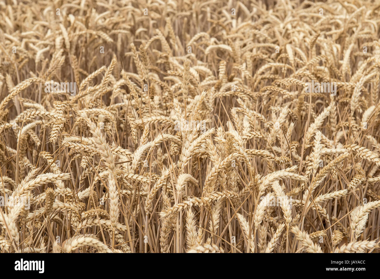 Cereal plants in a crop for the agriculture industry Stock Photo - Alamy
