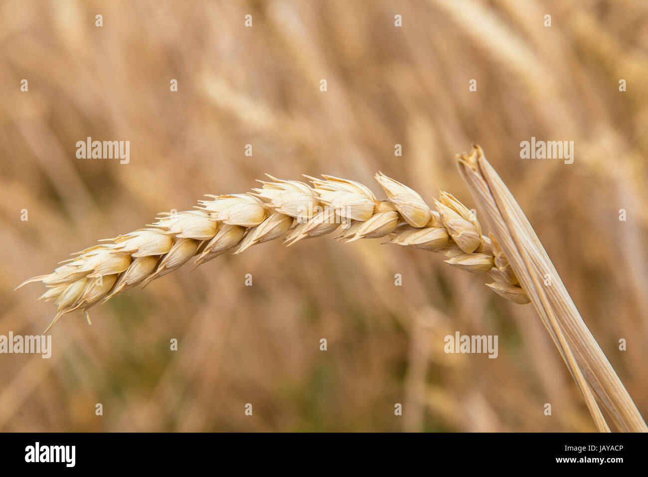 Cereal plants in a crop for the agriculture industry Stock Photo - Alamy