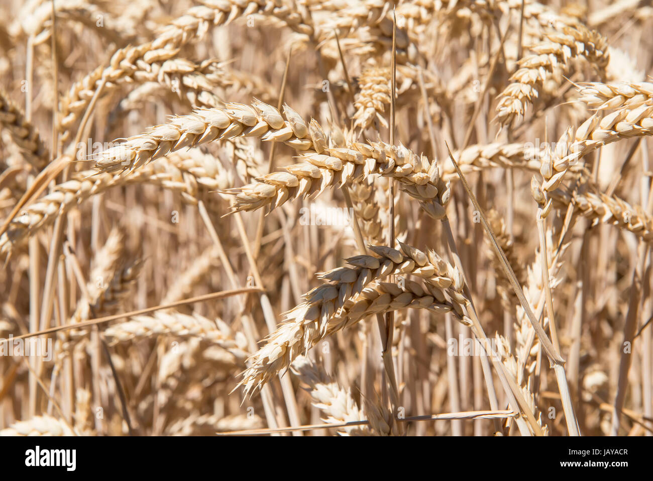 Cereal plants in a crop for the agriculture industry Stock Photo - Alamy