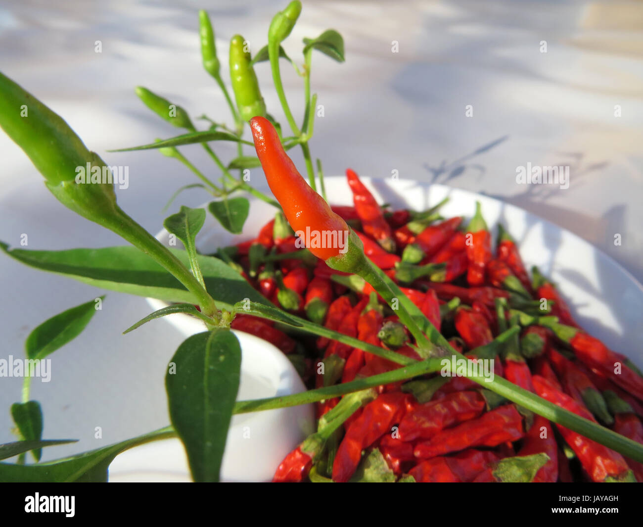 bonsai chili - capsicum annuum - minimum Stock Photo - Alamy