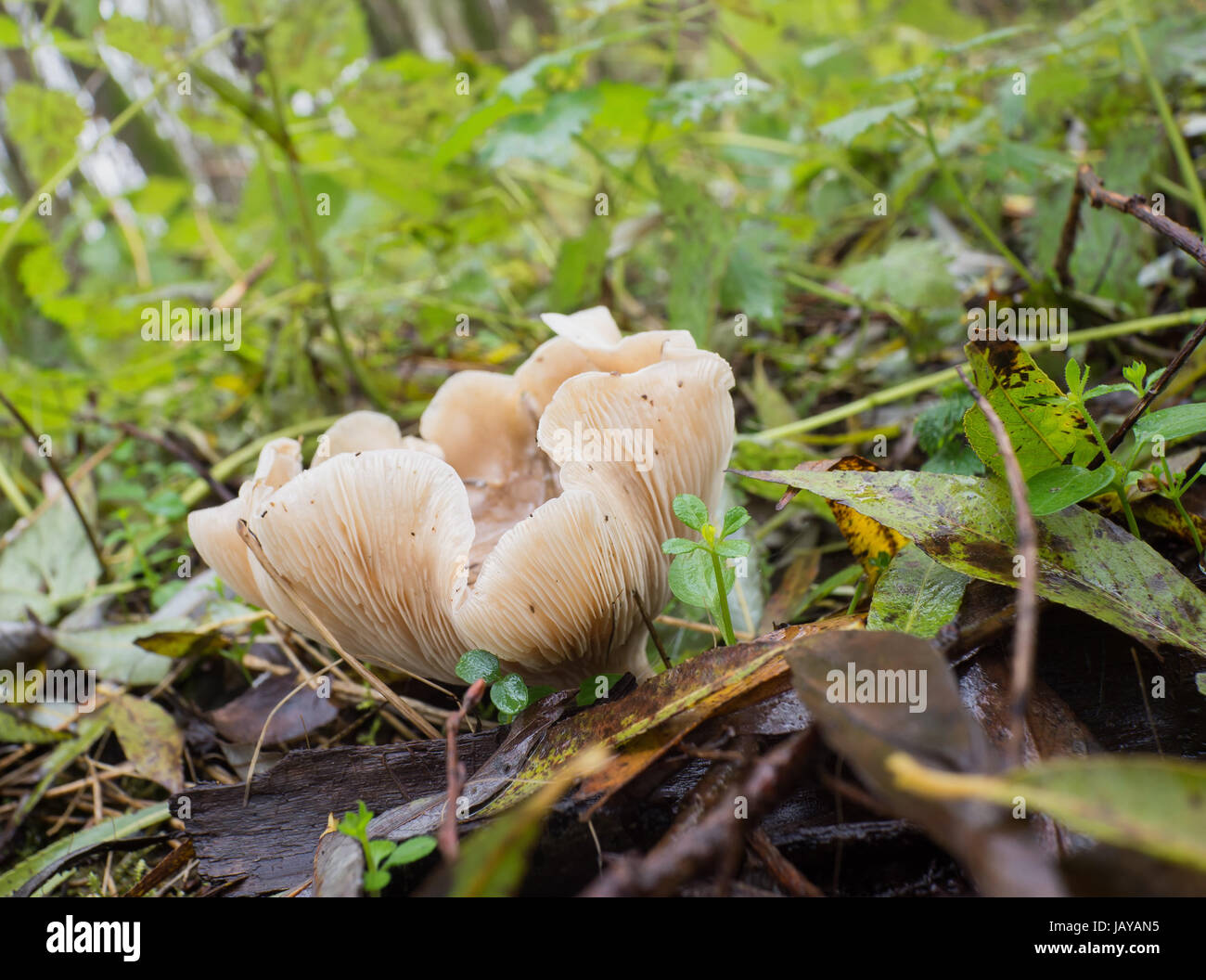 Convex shaped Clitocybe nebularis is also known as cloud funnel or ...