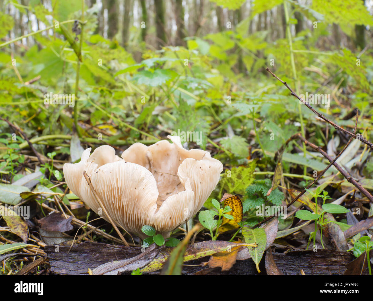 Convex shaped Clitocybe nebularis is also known as cloud funnel or ...