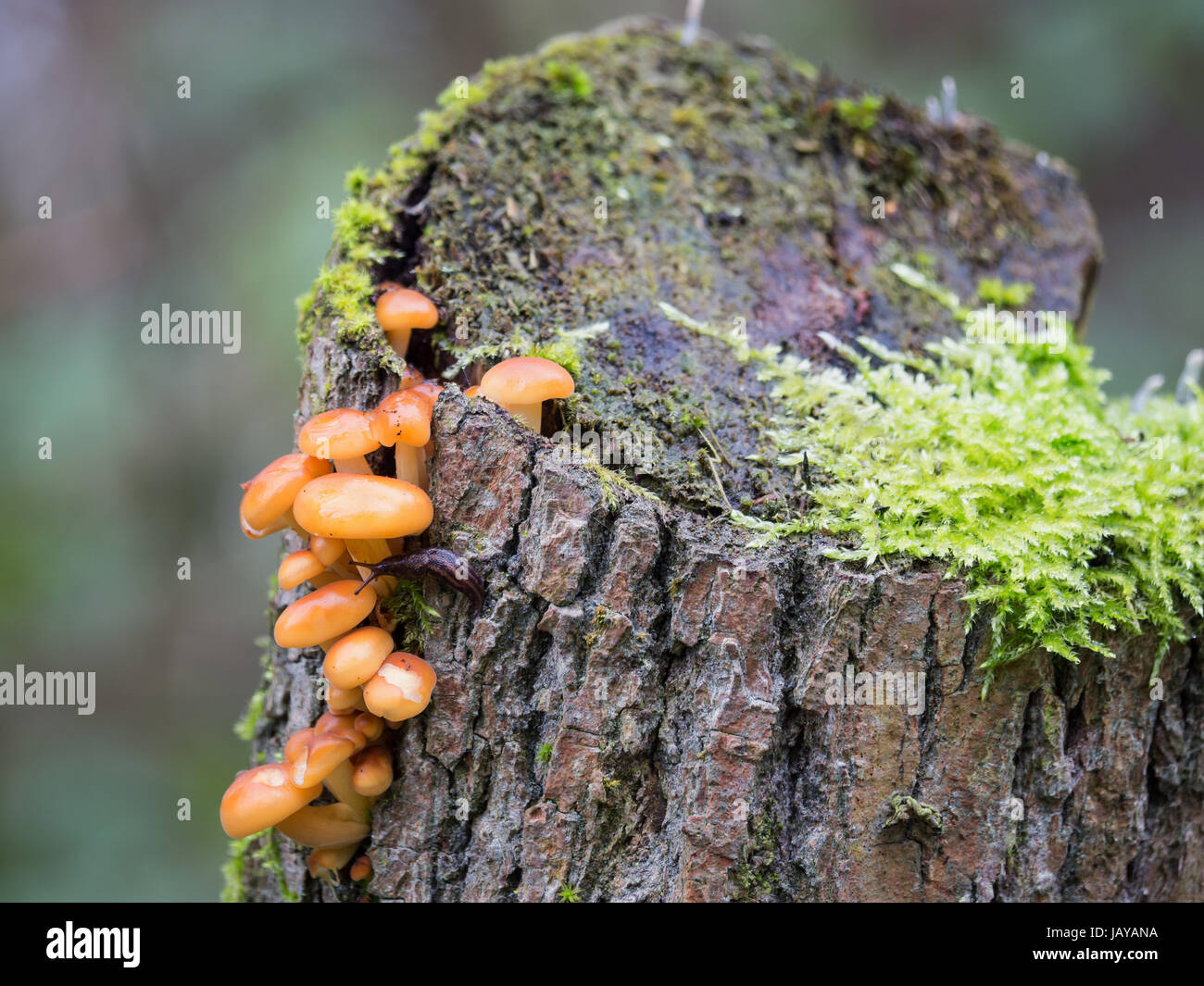 Flammulina velutipes mushroom also known as velvet shank Stock Photo ...