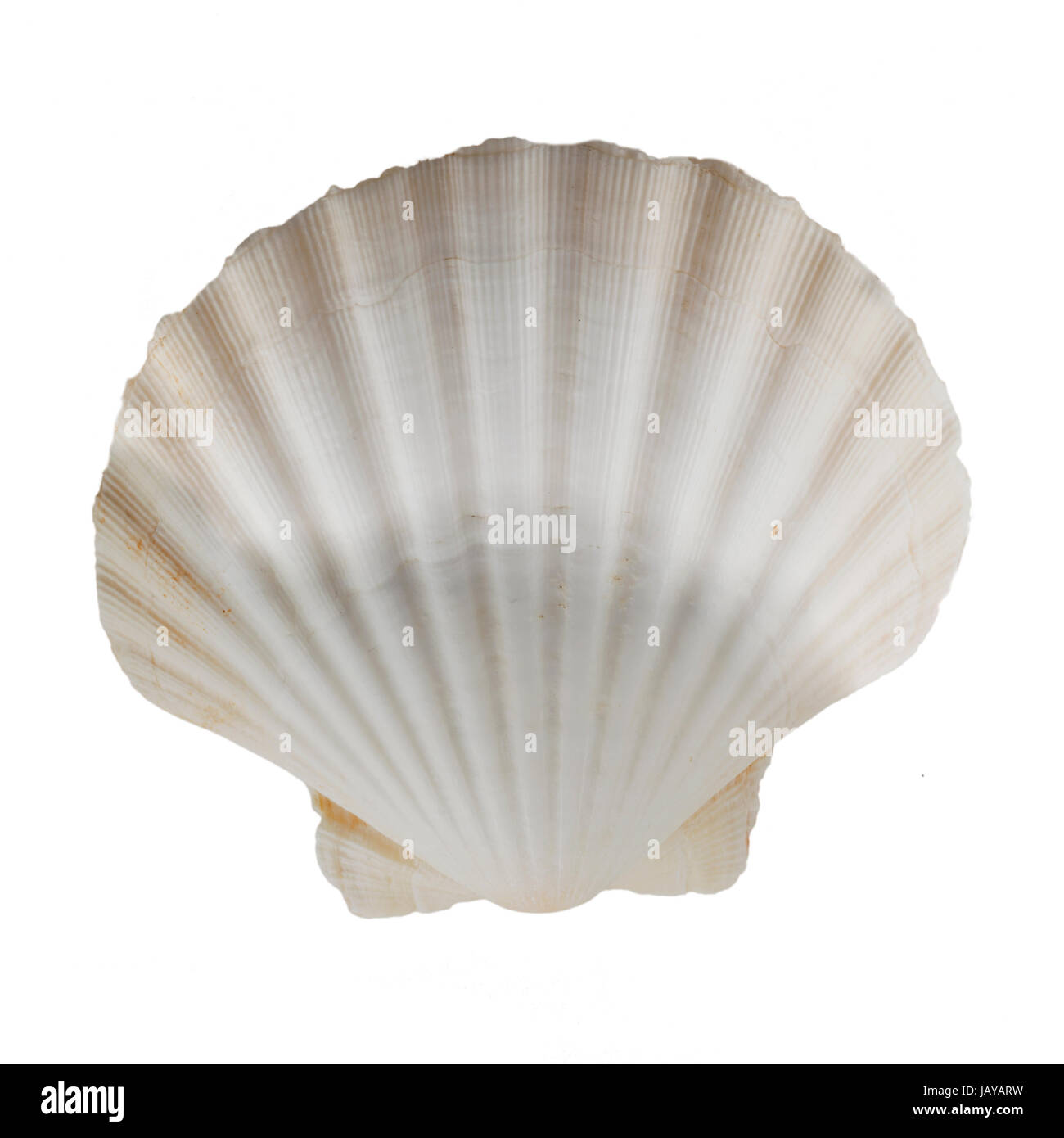 Scallop shell isolated over a white background Stock Photo - Alamy