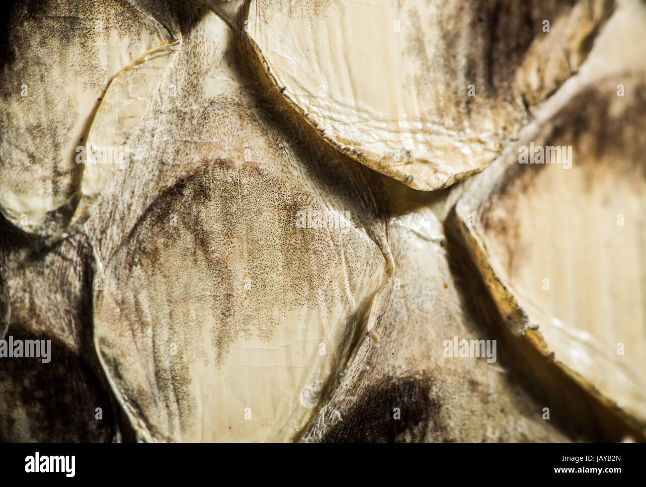 Texture of genuine snakeskin. Close up real leather texture Stock Photo ...