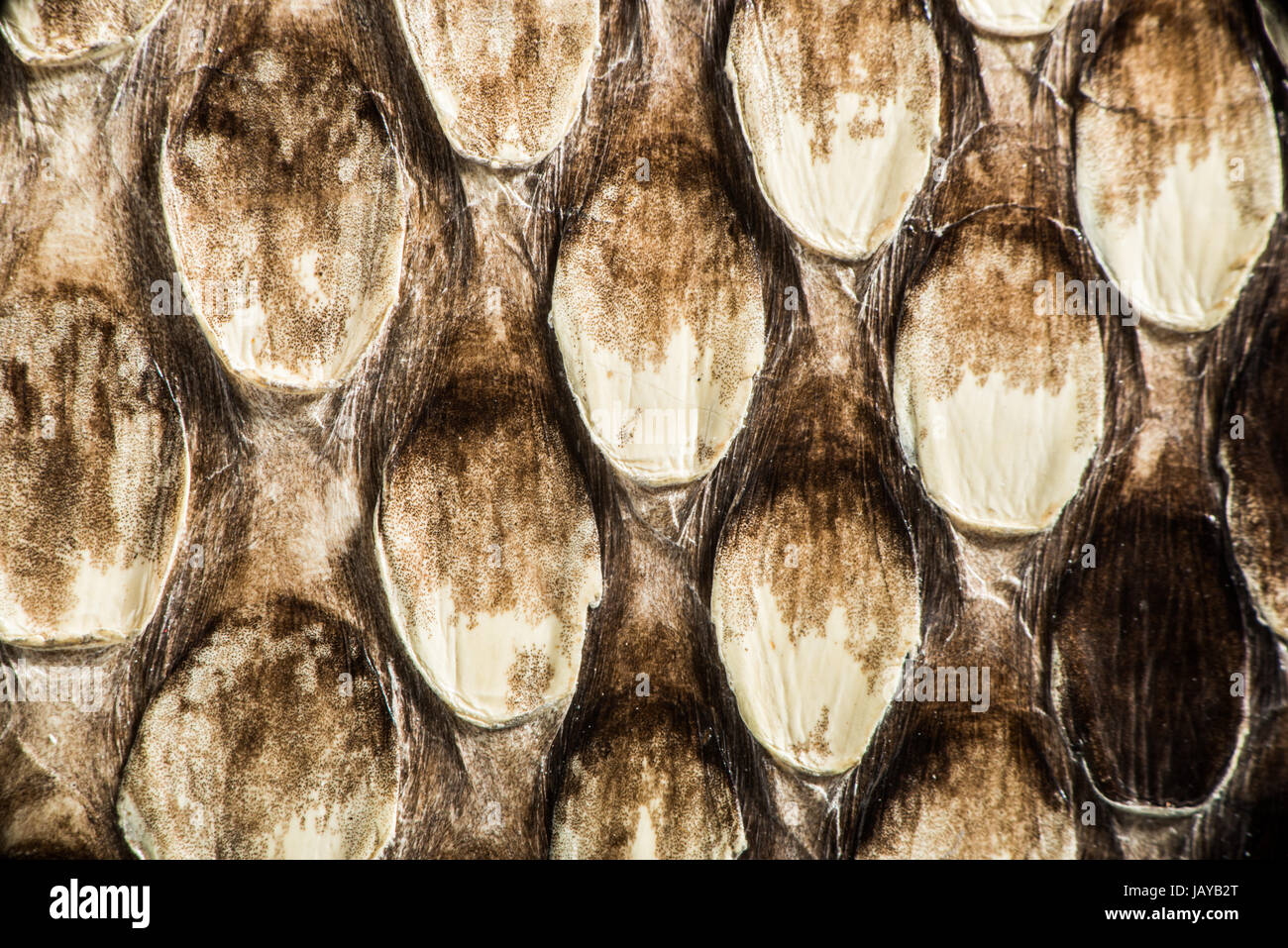 Texture of genuine snakeskin. Close up real leather texture Stock Photo ...