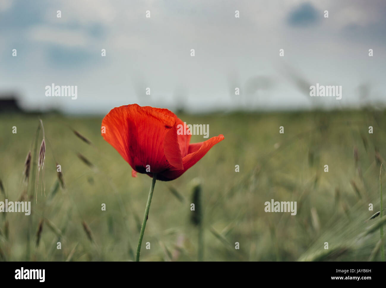 One poppy flower Stock Photo - Alamy