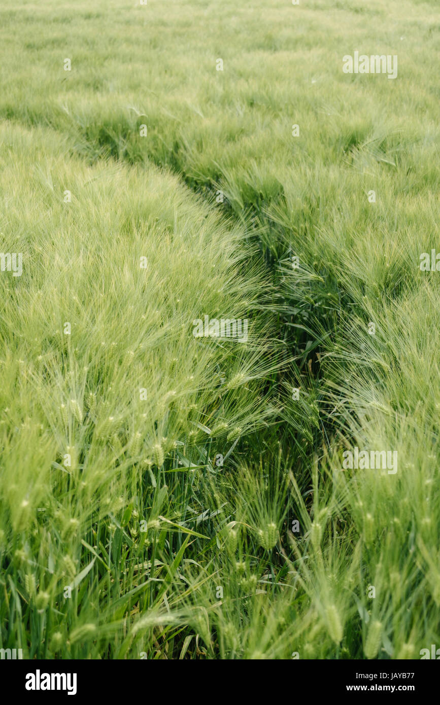 Path through wheat field hi-res stock photography and images - Alamy