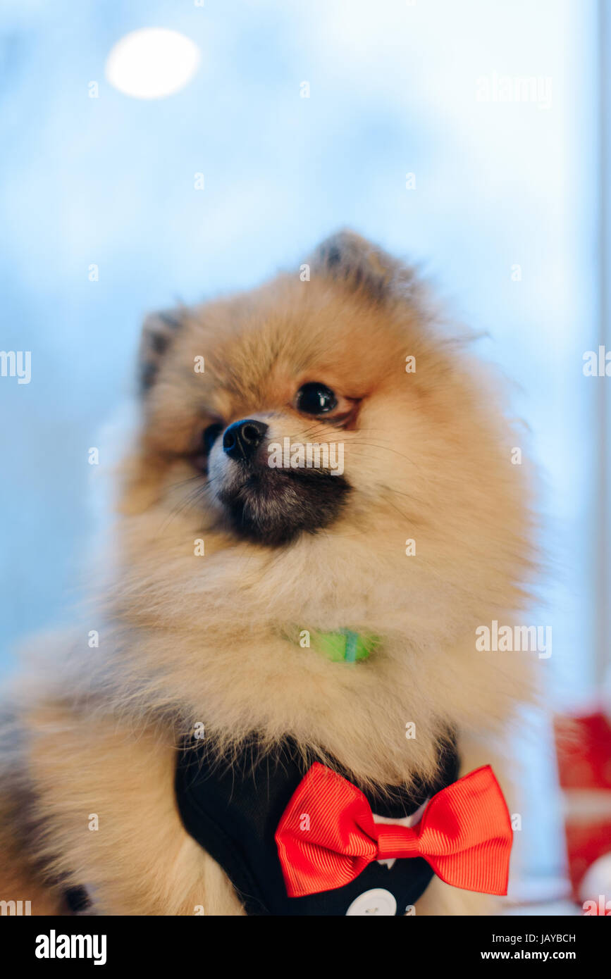 Cute portrait of German Spitz in pet suit with red butterfly looking at ...