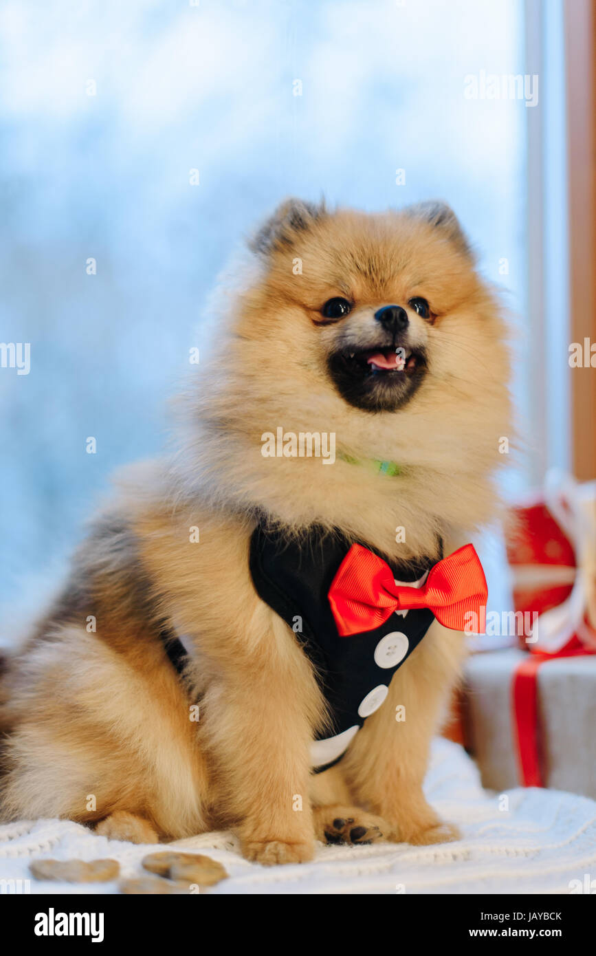 Lovely German Spitz is dressed in modern suit and sitting on the window ...