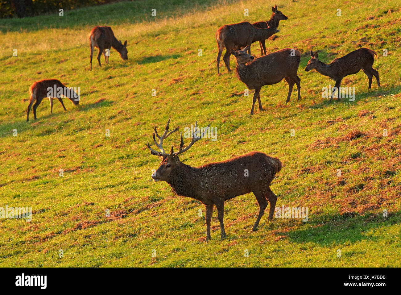 Rudel rotwild hi-res stock photography and images - Alamy