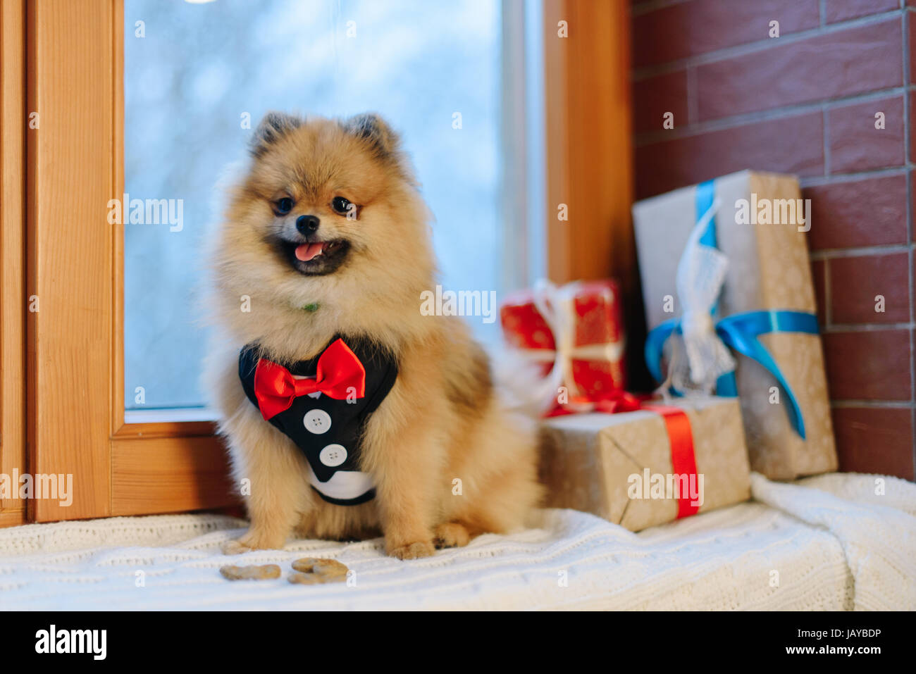 The horizontal portrait of the little German Spitz in modern suit ...
