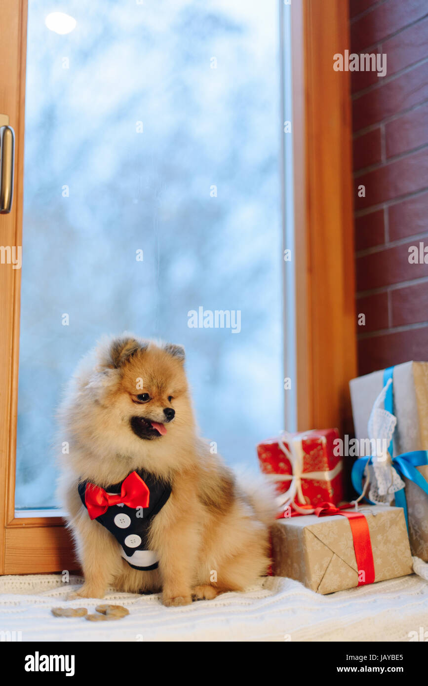 The portrait of the German Spitz in modern pet suit sitting on the ...